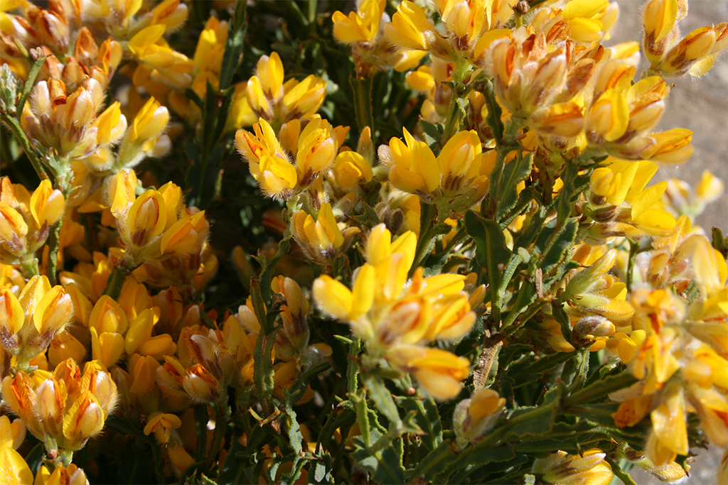 Os Benefícios da Carqueja e as suas Propriedades