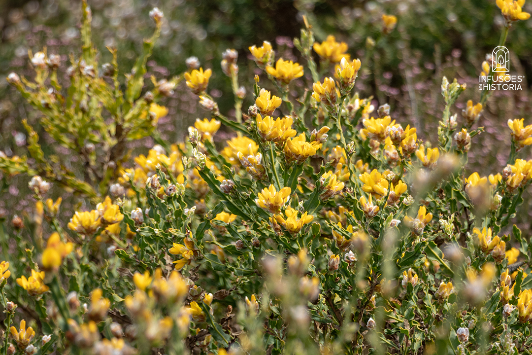 Propriedades e Benefícios da Carqueja – Infusão BIO